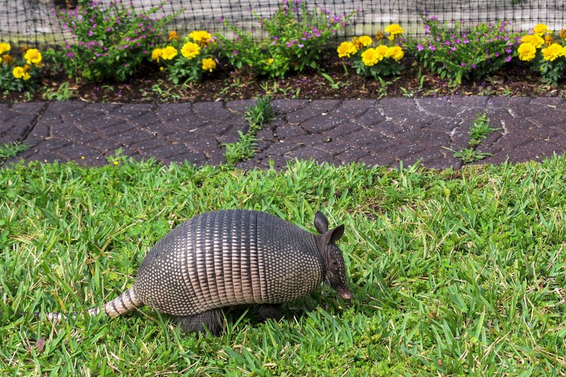 Armadillo Removal and Control - The Critter Team (281) 667-0171