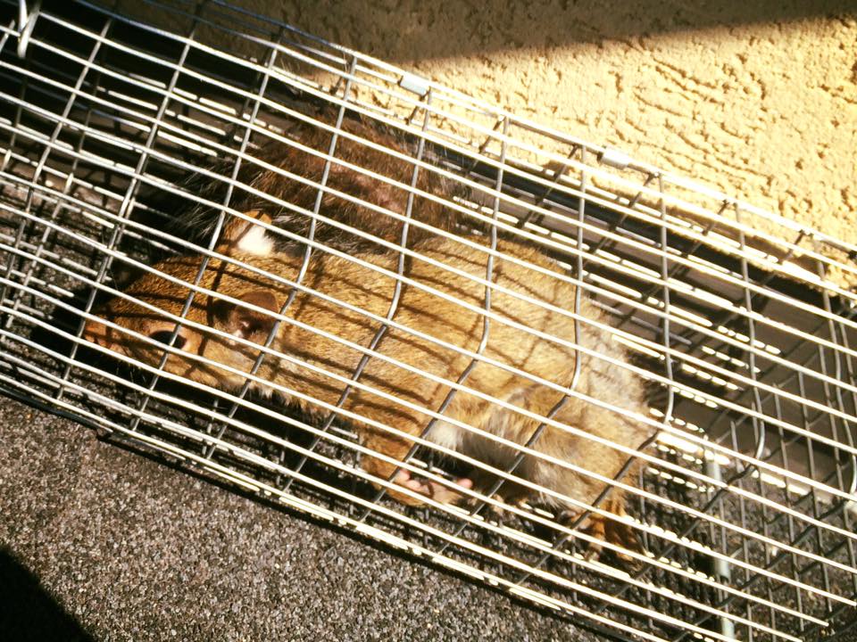 Squirrels In Your House | The Critter Team (281) 667-0171