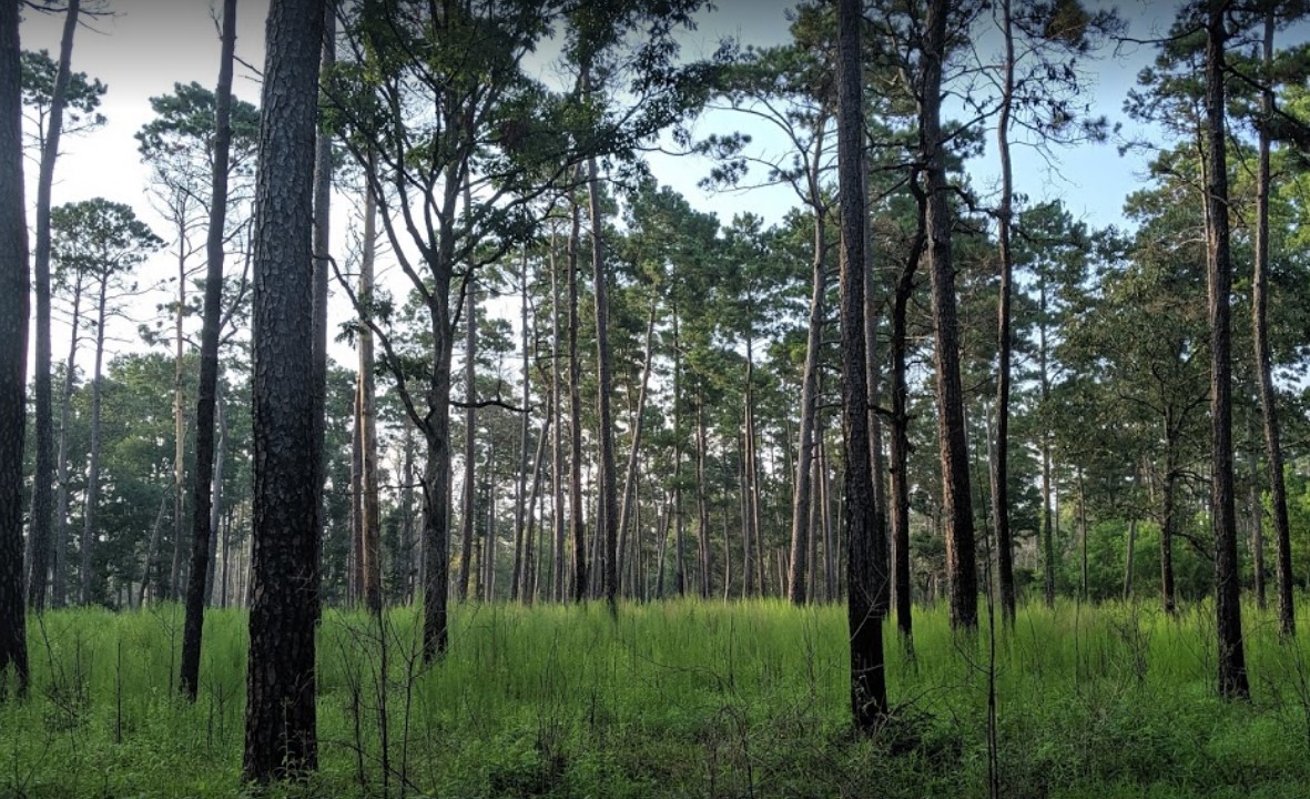 W.G. Jones State Forest Information - The Critter Team (281) 667-0171