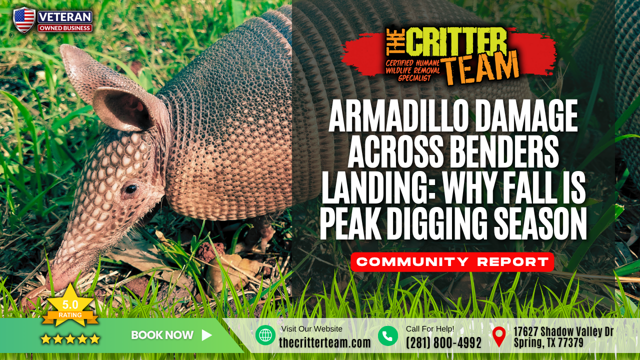 Armadillo Damage Across Benders Landing: Why Fall Is Peak Digging Season | The Critter Team (281 ...