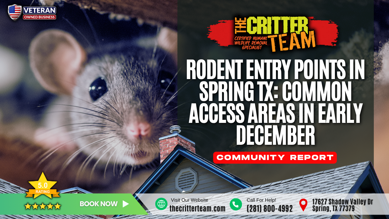 Rodent Entry Points in Spring TX: Common Access Areas in Early December ...