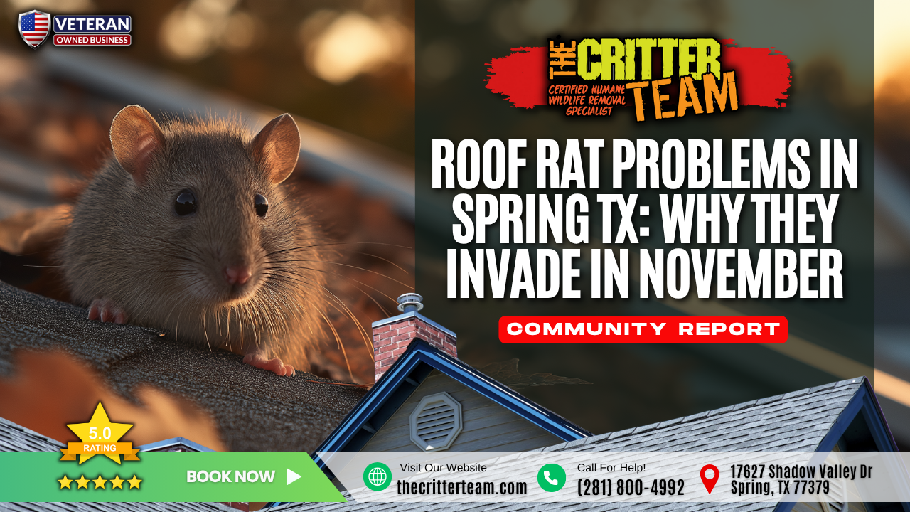 Roof Rat Problems in Spring TX: Why They Invade in November | The Critter Team (281) 667-0171