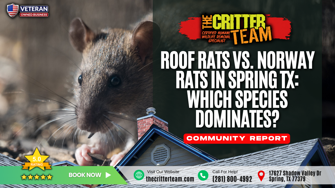 Roof Rats vs. Norway Rats in Spring TX: Which Species Dominates? | The ...