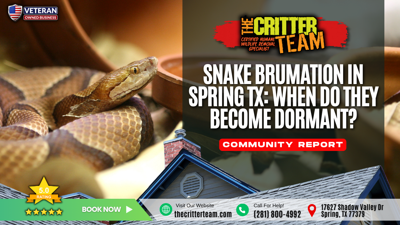 Snake Brumation in Spring TX: When Do They Become Dormant? | The ...