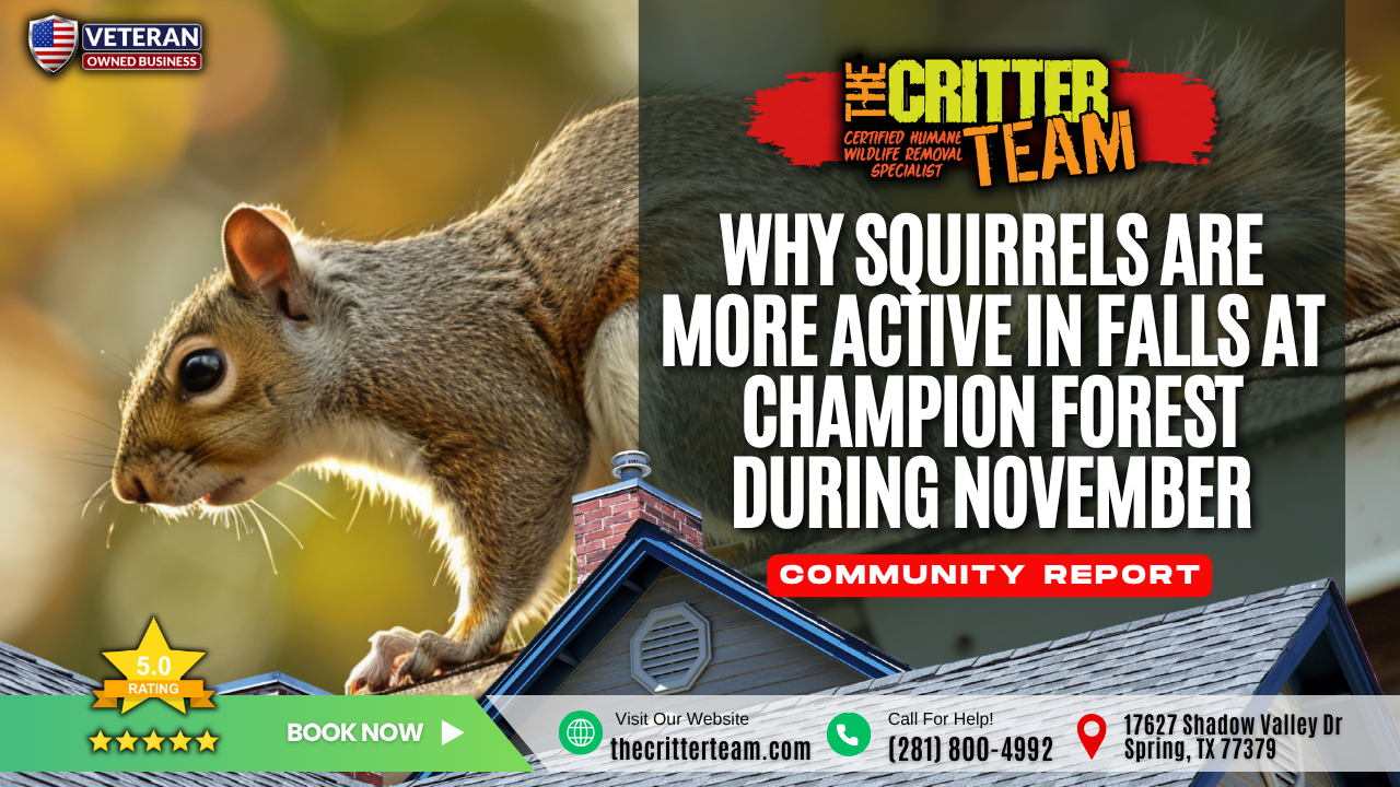Why Squirrels Are More Active in Falls at Champion Forest During ...